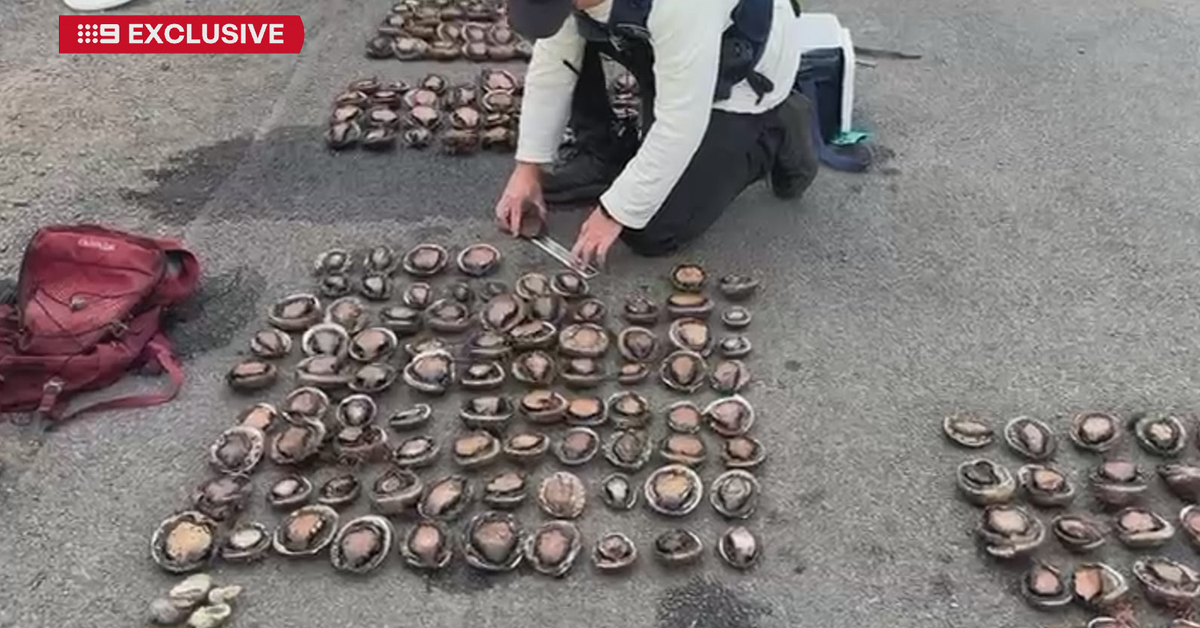 Phillip Island poaching: Alleged poachers busted with 56 times legal ...