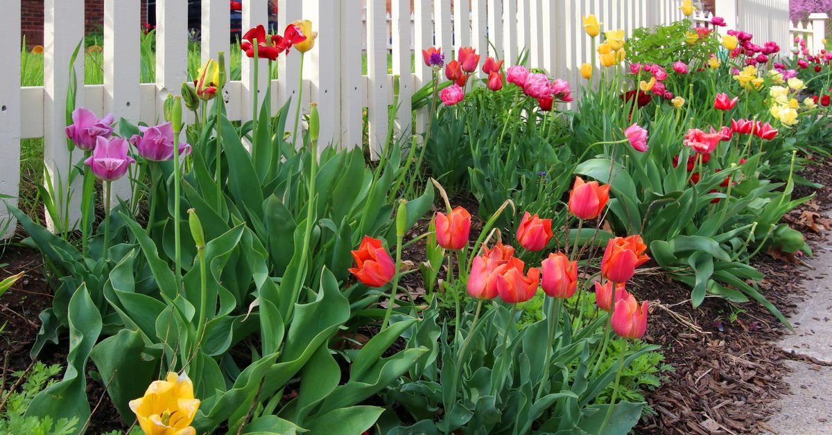 Bulb planting in autumn for spring tulips and daffodils in Australia