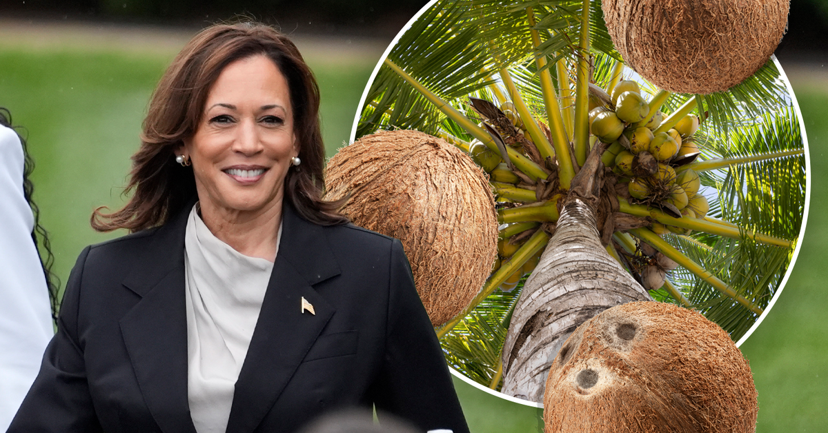 Kamala Harris coconut tree meme: How a coconut tree meme became linked to Kamala Harris ...