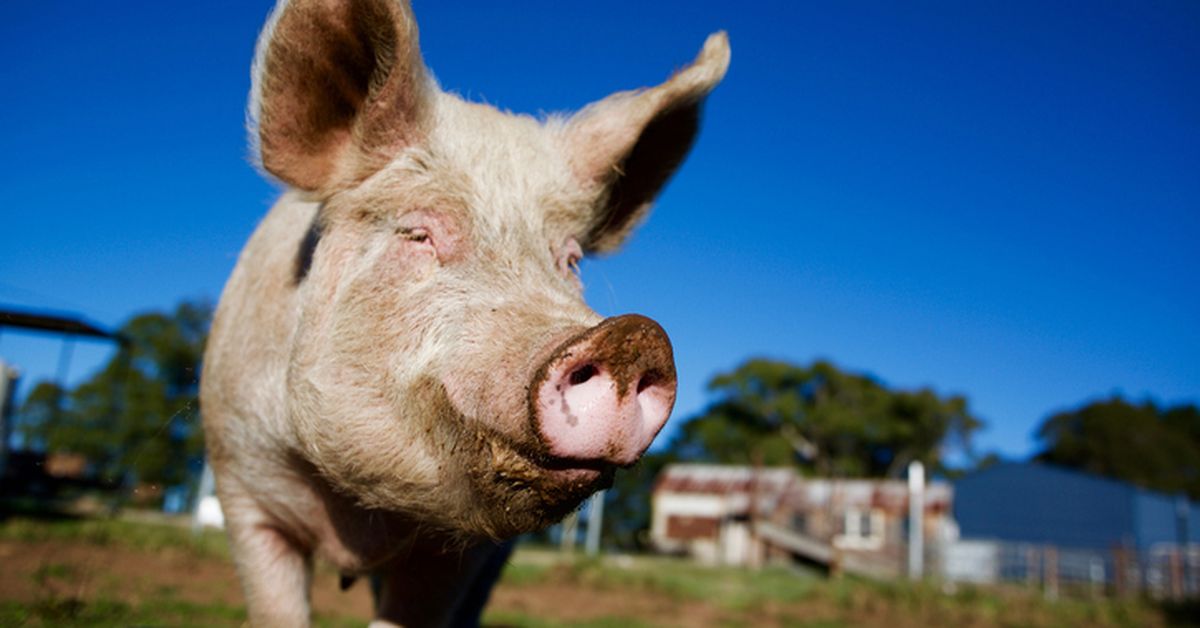 Major pig-to-human organ transplant milestone marks world first