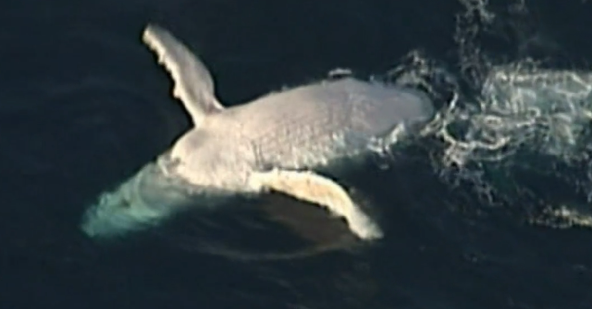White whale sightings: Stunning drone vision captures rare white whale ...