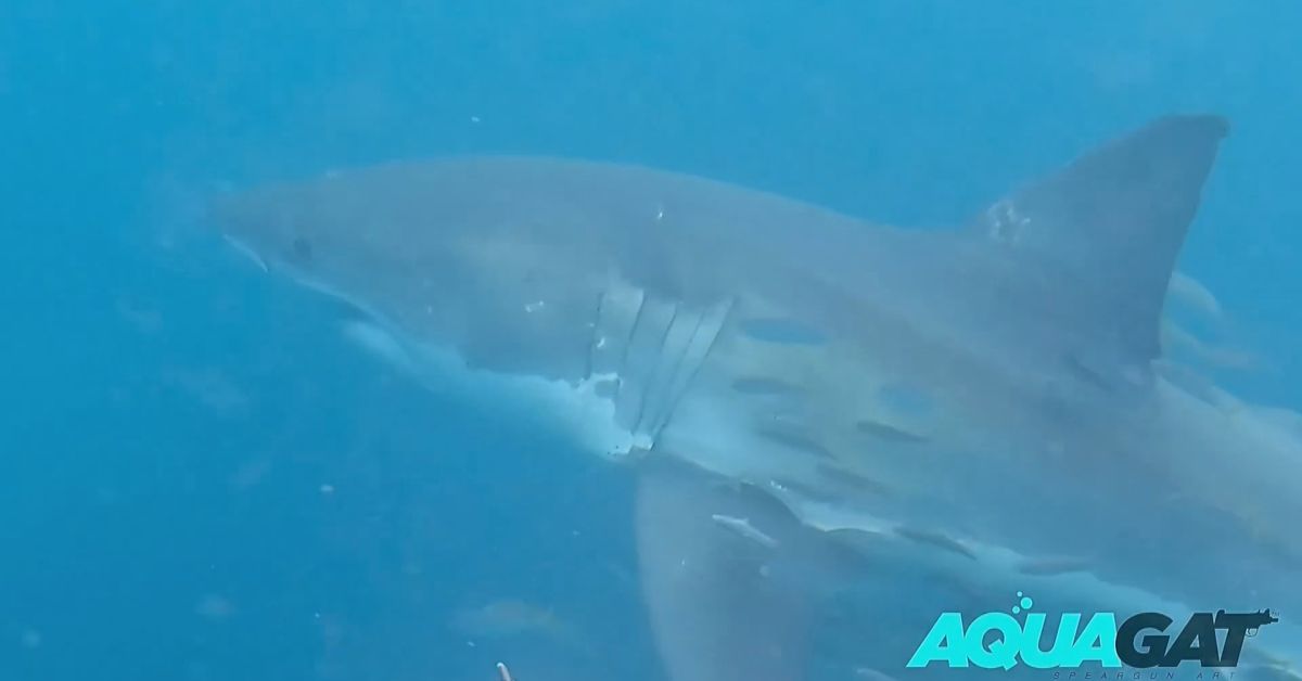 'Looking right at me': Man's incredible close-up with huge shark