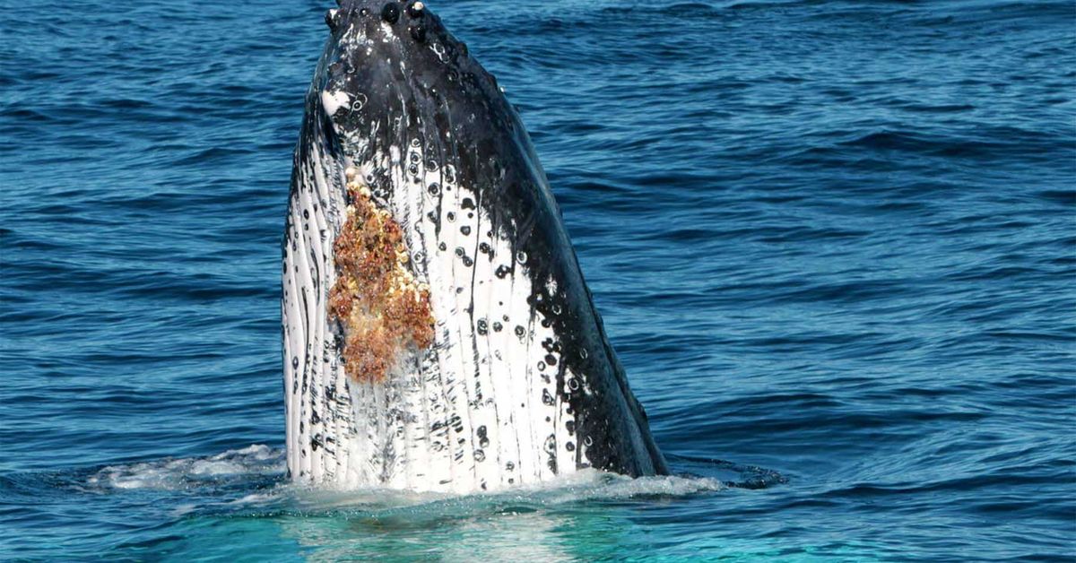 Gold Coast winter guide: Top things to do - 9Travel