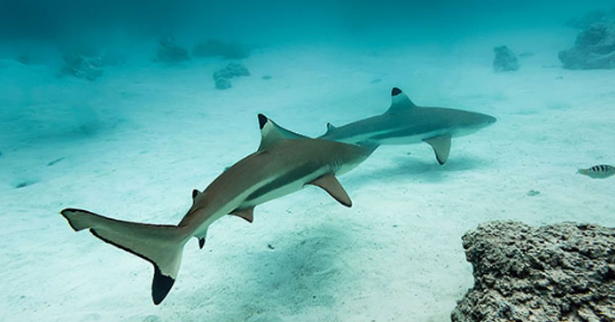 Environment news: 'Cocaine sharks' found off Brazil amid fears drugs ...