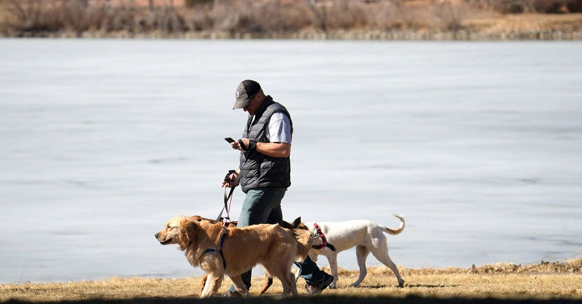 Dog walking tips: We're multitasking while walking our dogs, animal ...