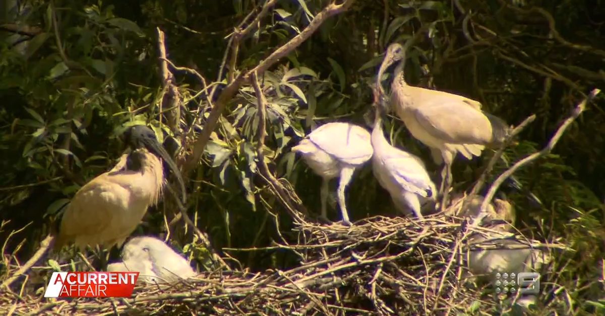 Gold Coast motorists concerned over nearby Ibis nesting ground