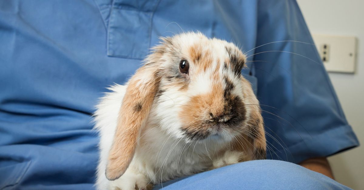 Urgent warning to vaccinate pet rabbits against deadly virus as wild ...