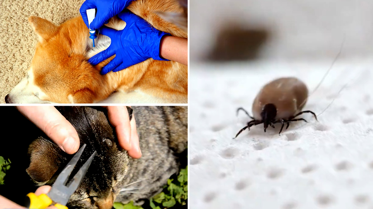 Tick warning: Australian pet owners warned to stay vigilant as 'severe ...