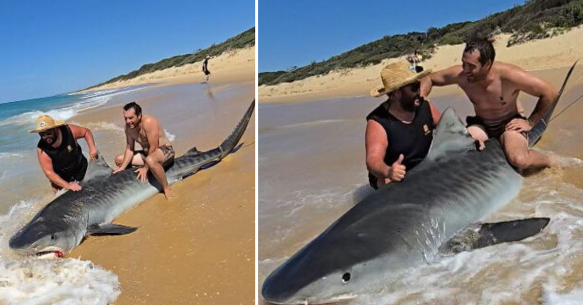 Aussie fishermen reel in massive tiger shark, stunning onlookers