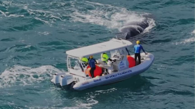 Humpback whale rescued from ocean floor after eight days trapped by ...