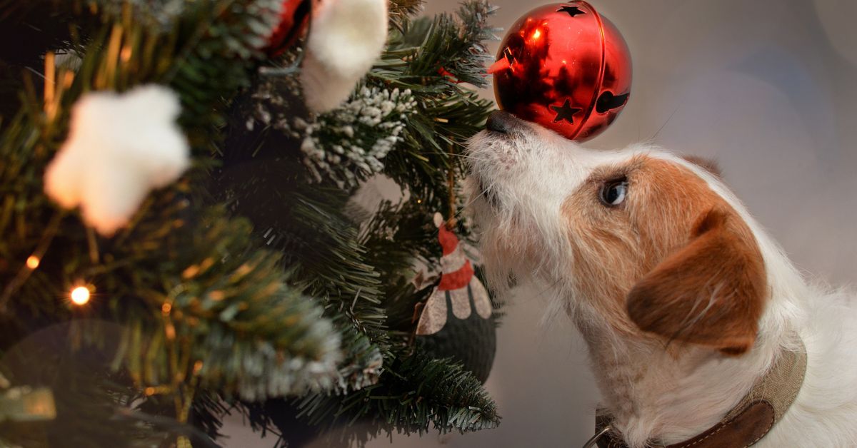 Dog safe Christmas trees: Vet reveals the one thing dog owners need to ...
