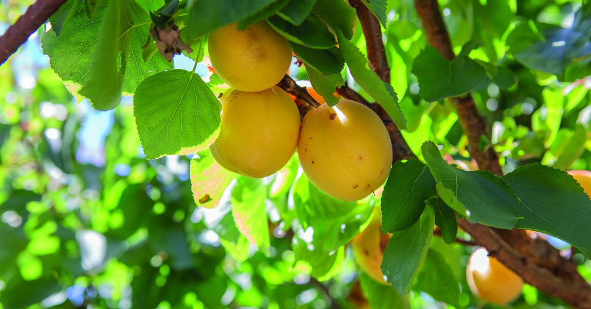Gardening expert Justin Calverley reveals his favourite fruit ...