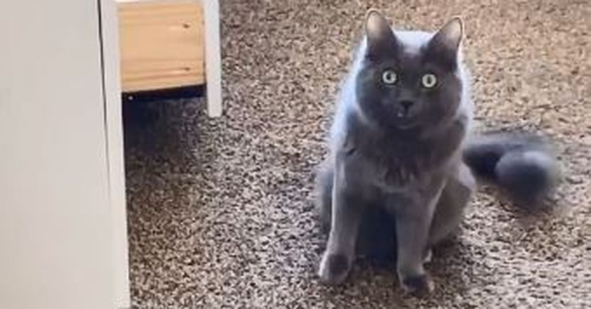 TikTok: Mikey the talking cat takes social media by storm - 9Honey