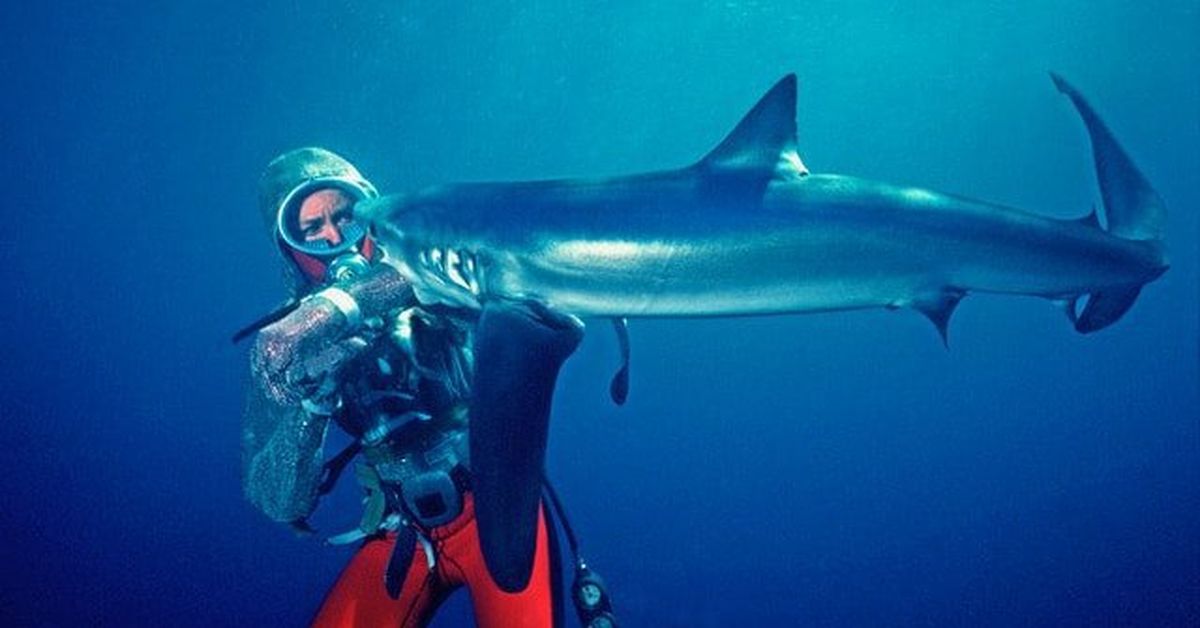Valerie Taylor: Diver, conservationist and photographer swimming ...