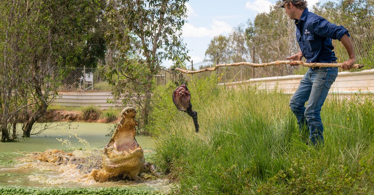 Darwin Top End Safari Camp Review: Your new bucket list item | Best ...