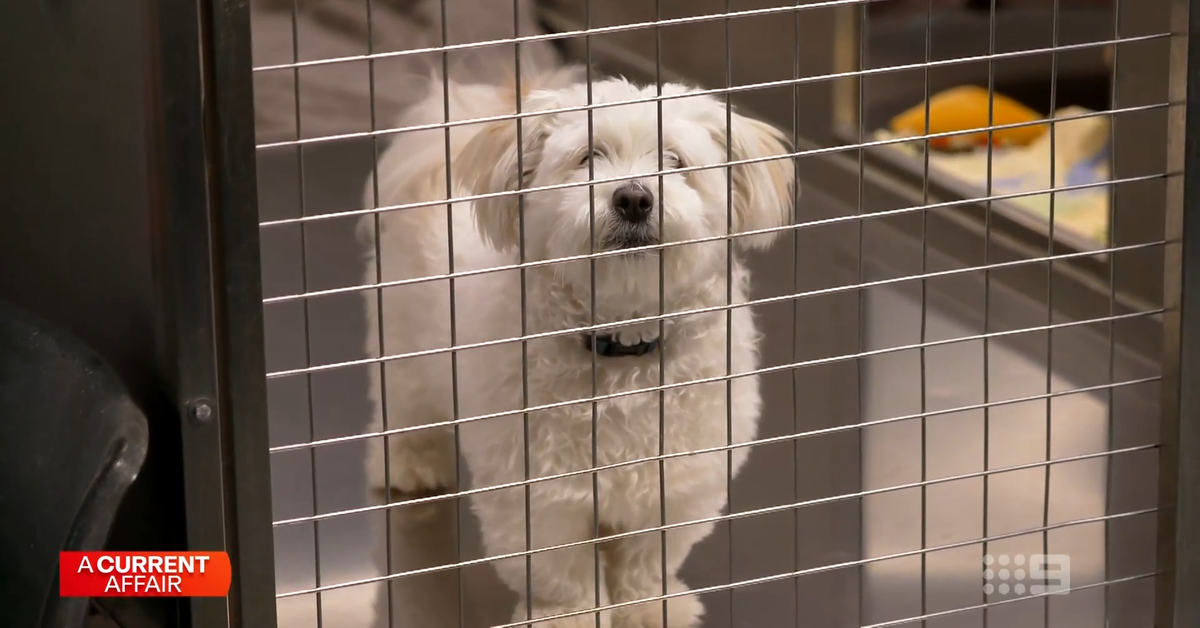 Aussies' generosity saves Second Chance Animal Rescue from closure