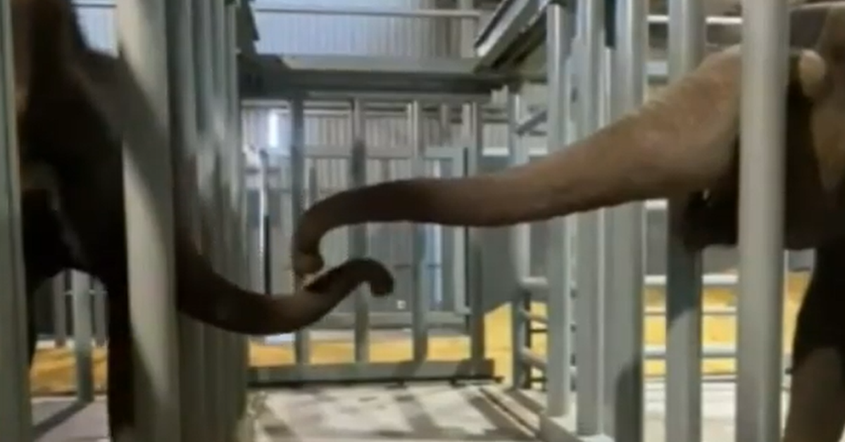 Elephants settle into new SA home after mammoth interstate journey