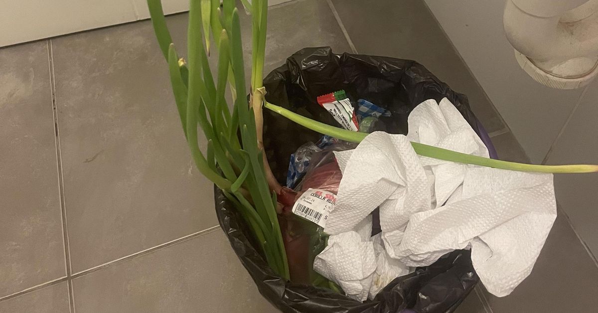 Onion tossed in rubbish bin started sprouting and growing during ...