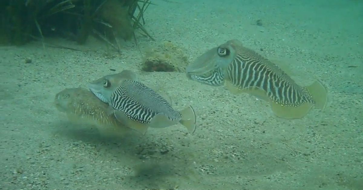 VIDEO: Inky madness ensues when cuttlefish fight in underwater love ...