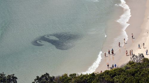 Byron Bay news: Stunning images show shark feeding frenzy off NSW ...