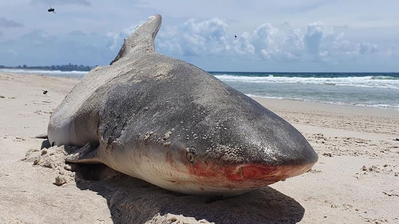 Shark: Mystery as half a shark washes up on Queensland's Bribie island ...