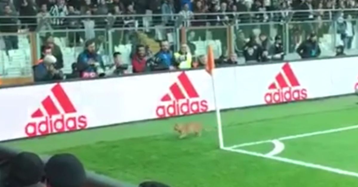 Cat voted man of the match after interrupting Champions League soccer ...