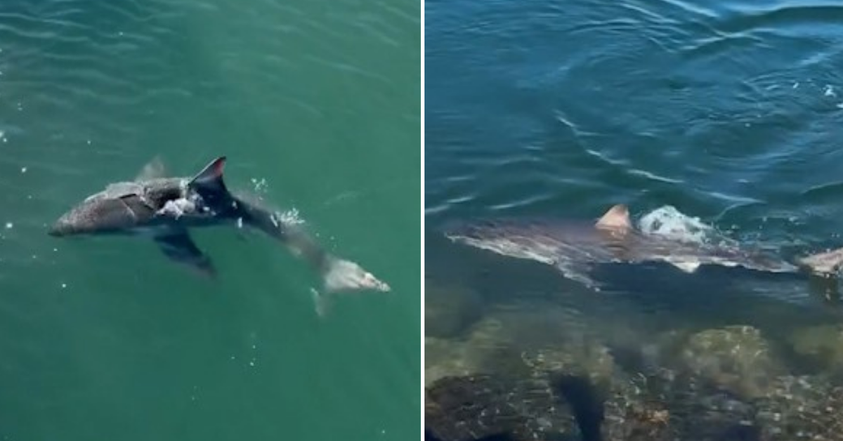 South Australia: Skipper spots two-metre great white shark at Marina St ...