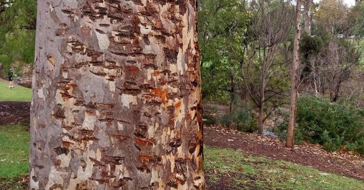 Adelaide news: Discs cause 'distressing' damage to old trees at ...