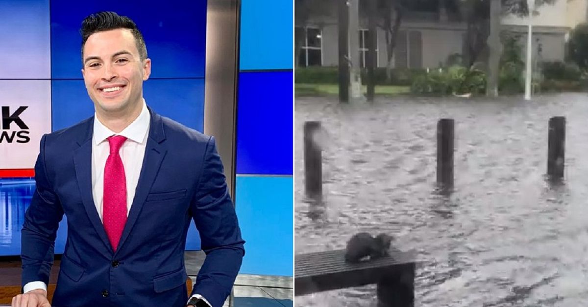 Hurricane Ian: Florida weatherman criticised for not rescuing kitten ...