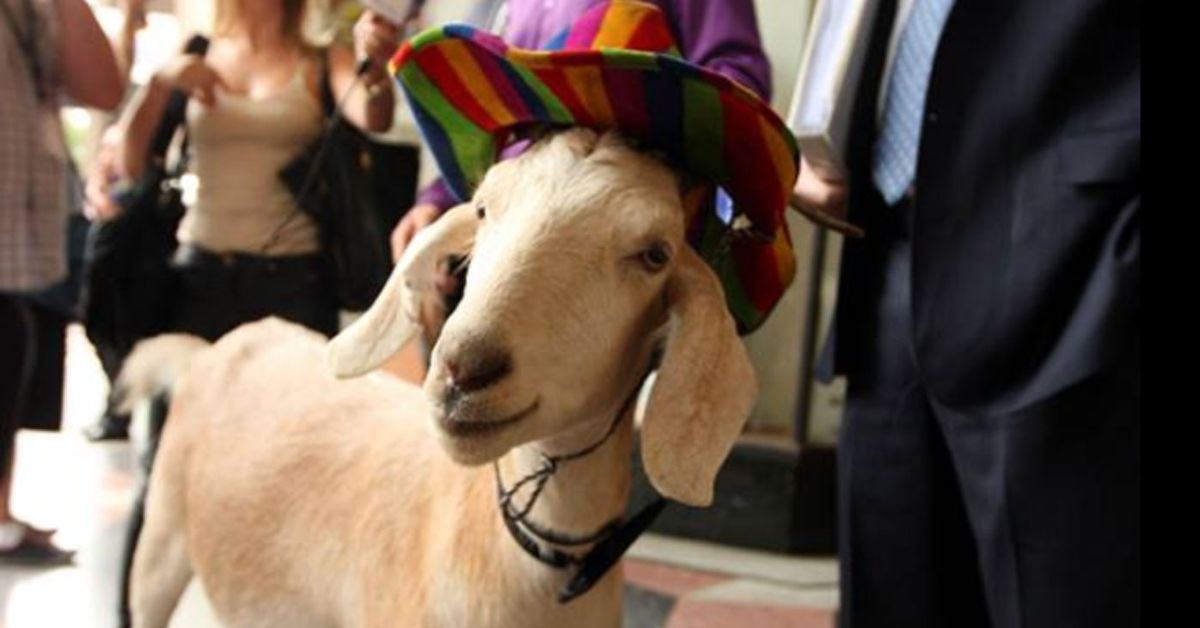 Aussie legend Gary the Goat goes to the great big paddock in the sky ...