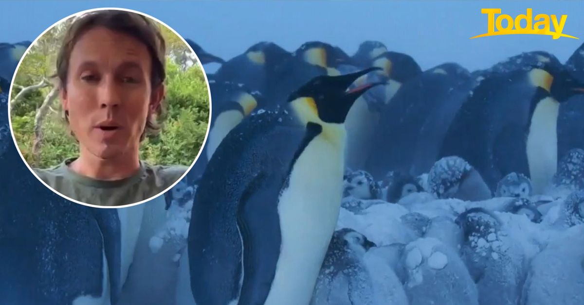 Aussie wildlife cinematographer reveals extreme conditions it takes to ...