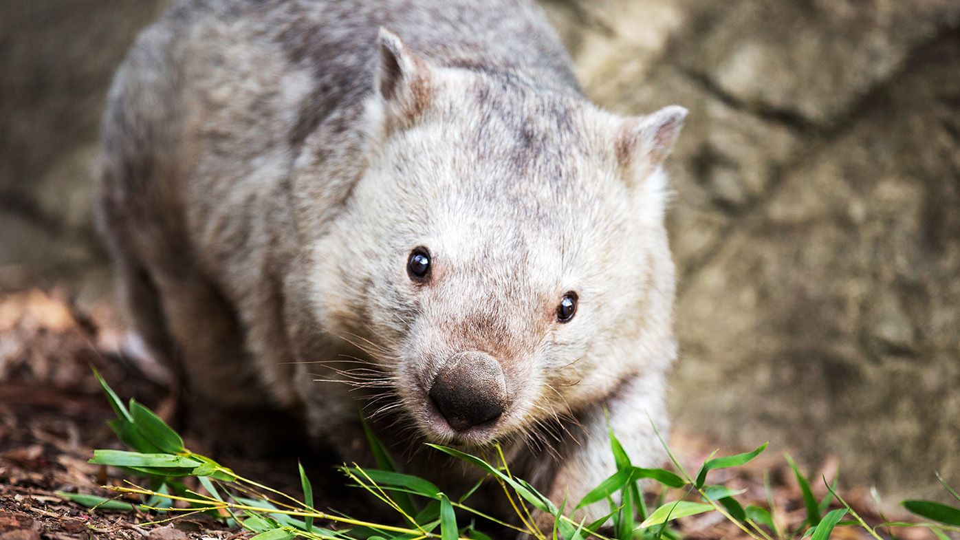 Government keeping report into wombat shooting hidden