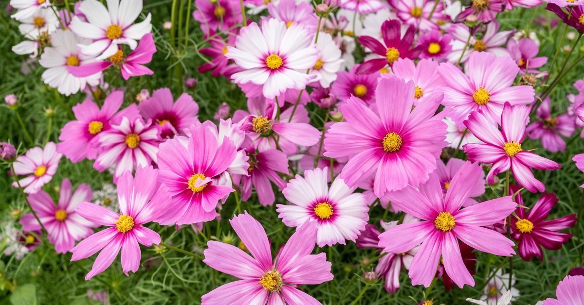 What flower seeds to sow in spring Australia - 9Honey