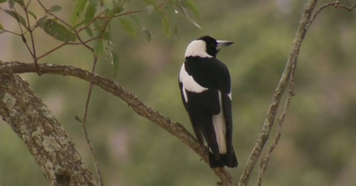 Why you shouldn't fear magpie swooping season