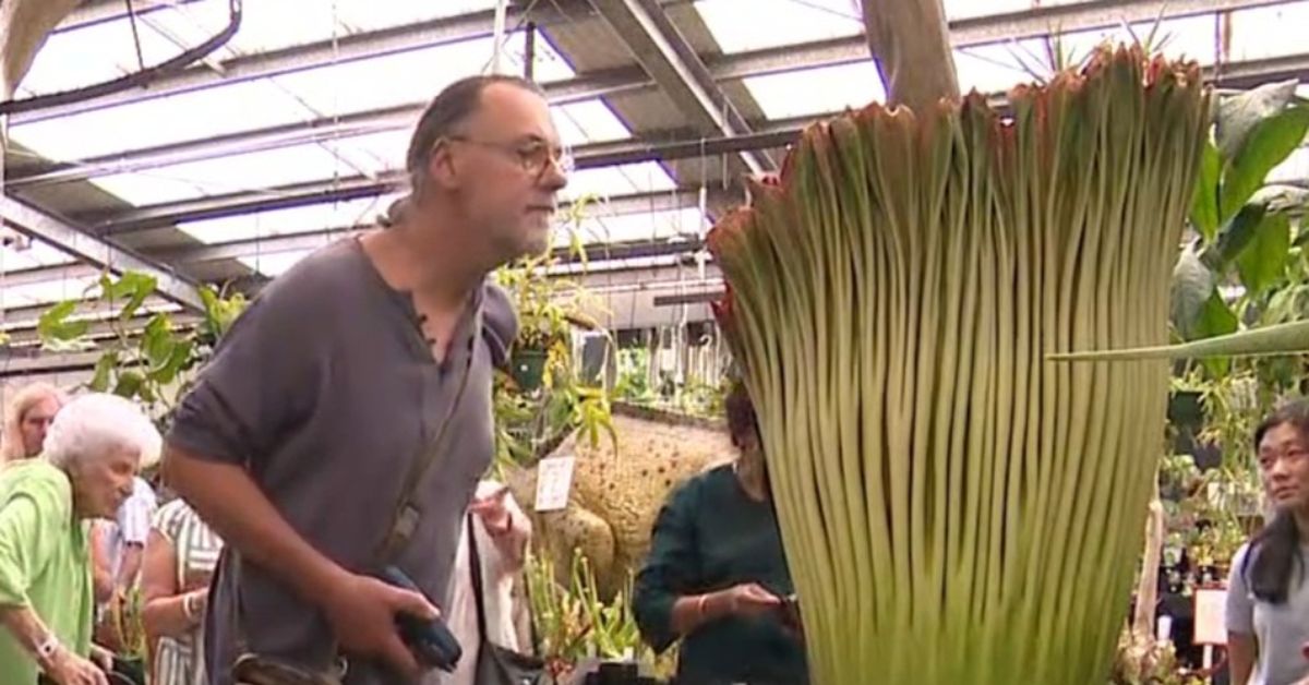 Corpse flower Braeside: Hundreds visit Collectors Corner Garden World ...