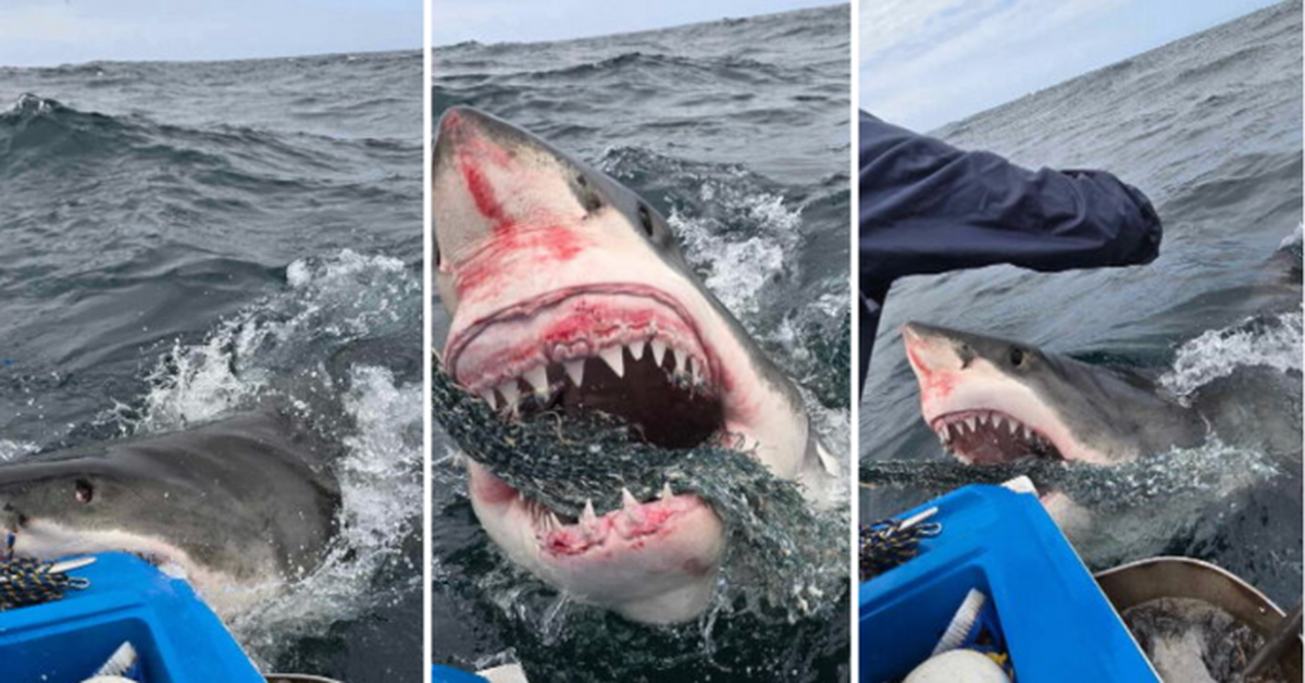 Terrifying close call with great white shark captured on camera