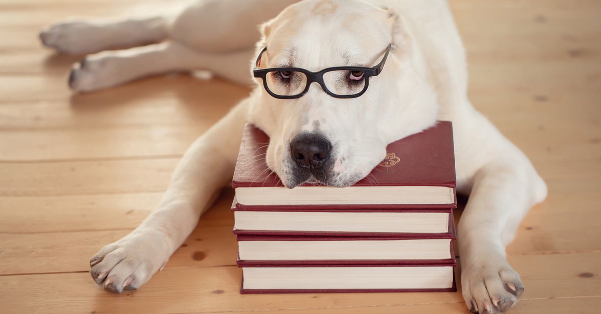 Smartest and dumbest dog breeds revealed in new study - 9Honey