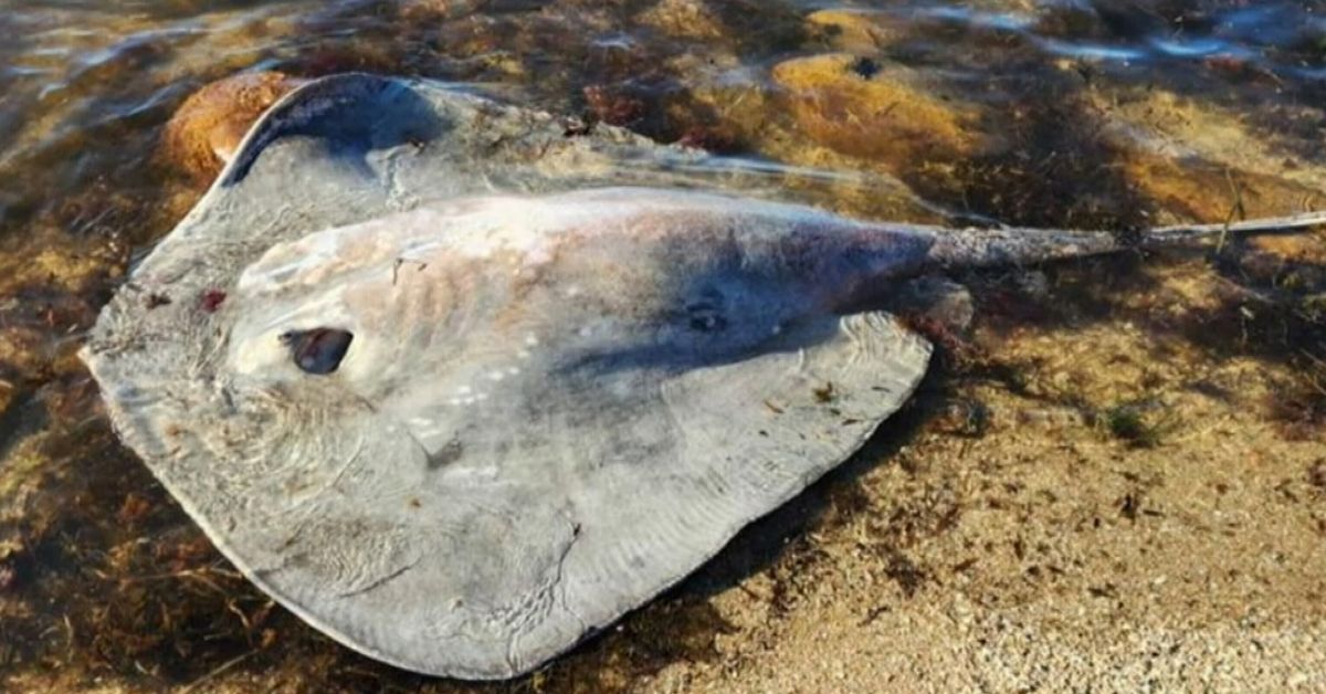 Beachgoer's lucky escape from unusually aggressive stingray attack
