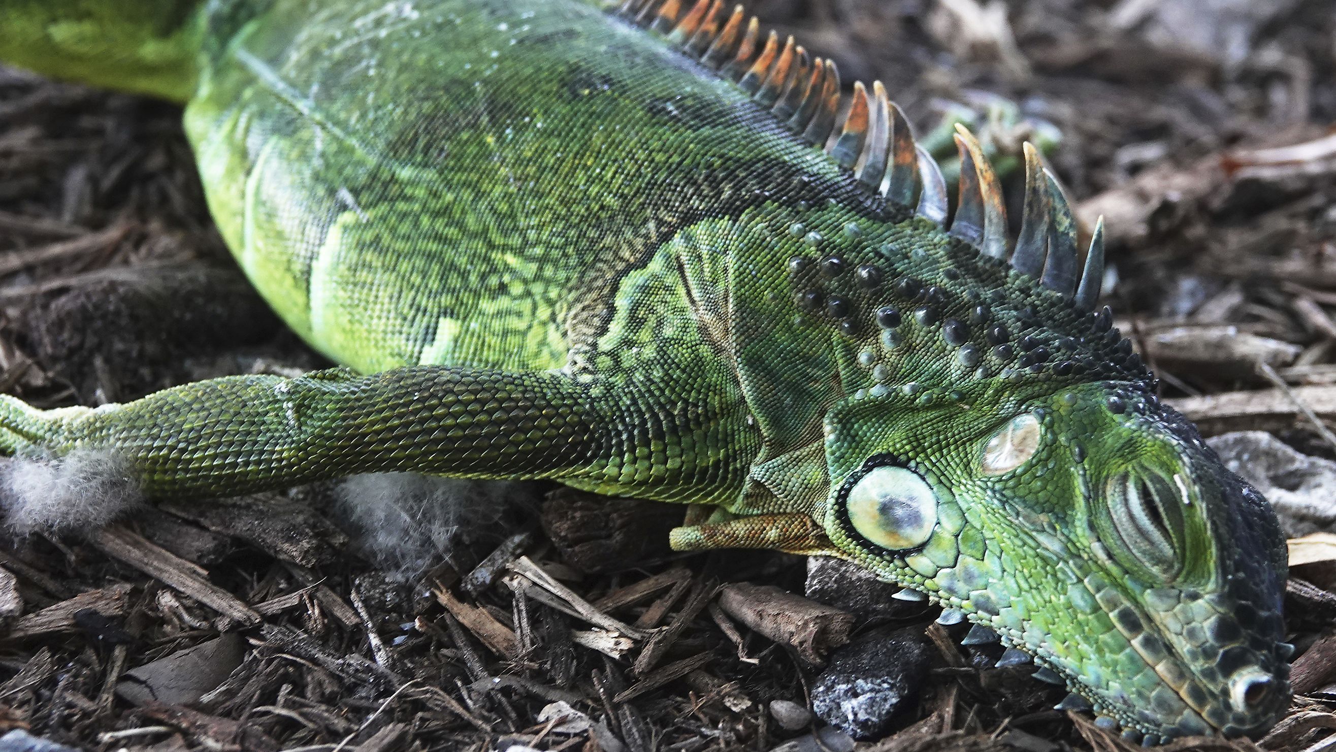 Iguanas fall from trees: Miami's bizarre weather warning
