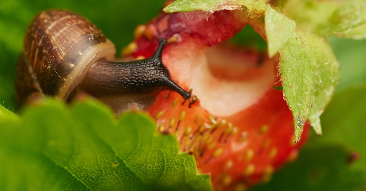 Gardening hacks: A $5.50 party buy could save your plants getting ...