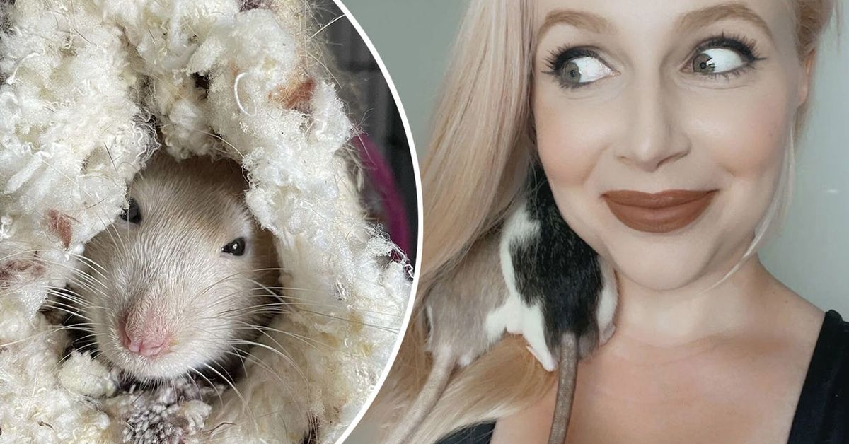 Rats are secretly the perfect pet in a cost of living and housing ...