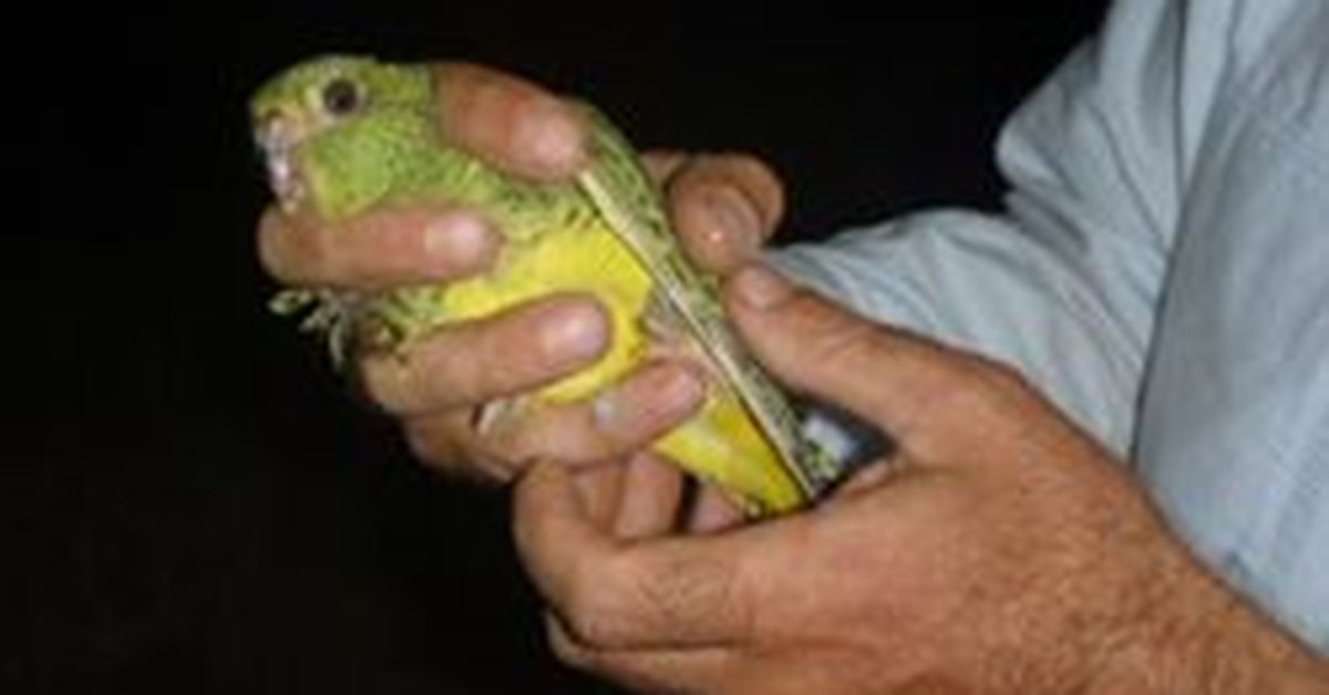 Hunt for night parrot, Australia's most elusive bird, takes explosive twist