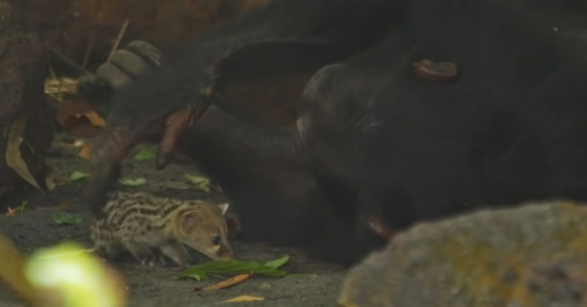 Chimps love kittens as much as we do - nine.com.au
