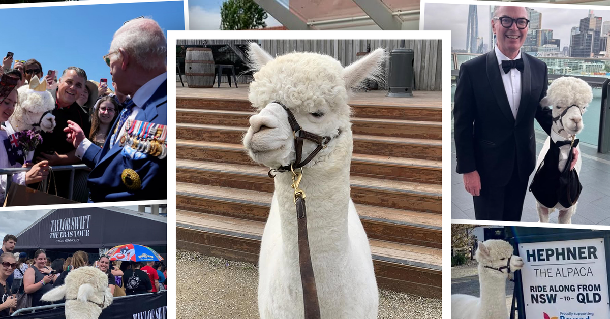 Hephner the alpaca: How an unflappable animal who sneezed on the King ...