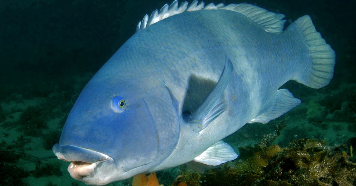 Environment news: Eastern Blue Groper fishing bans extended to protect ...