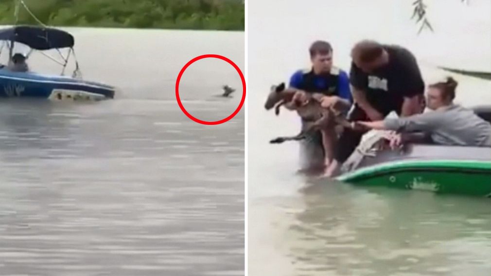 South Australian water skiers rescue kangaroo struggling to swim in ...
