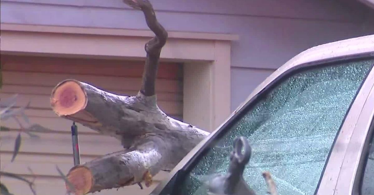 South Australia news: Man hospitalised after falling tree branch ...