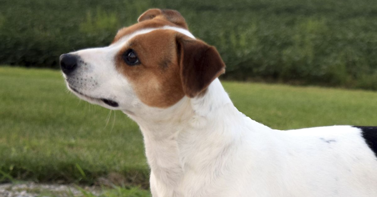 Danish-Swedish farmdog: Meet the newest breed in the American Kennel ...