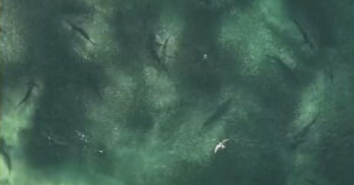 Byron Bay news: Stunning images show shark feeding frenzy off NSW ...