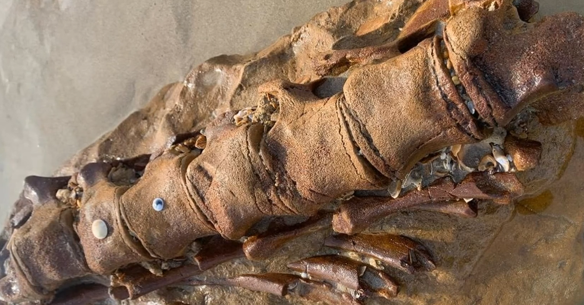 Ocean Grove Beach: 20-million-year-old whale fossil discovered at ...